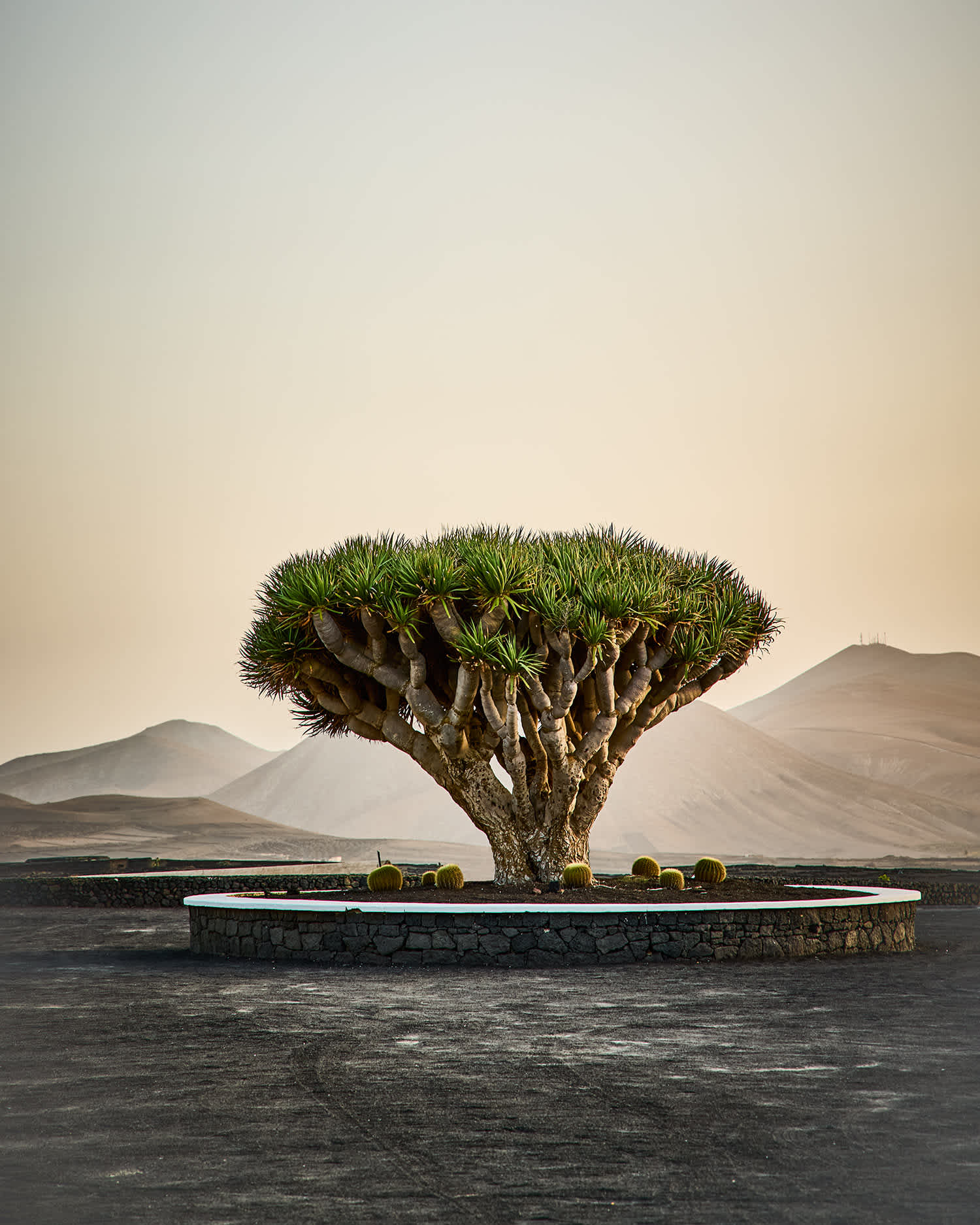 lanzarote tree